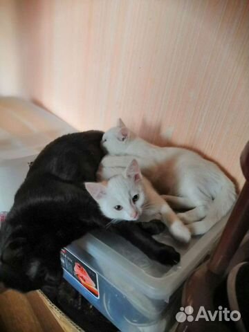 Котята в добрые руки приучены к лотку