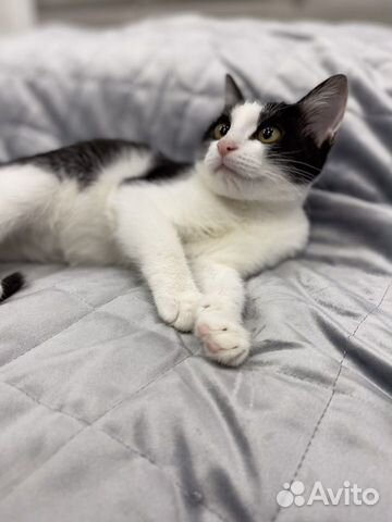 Котенок