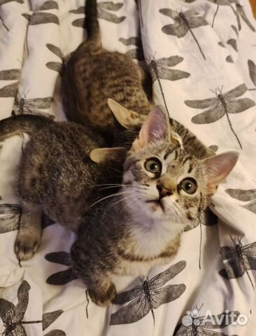 Котенок в добрые руки