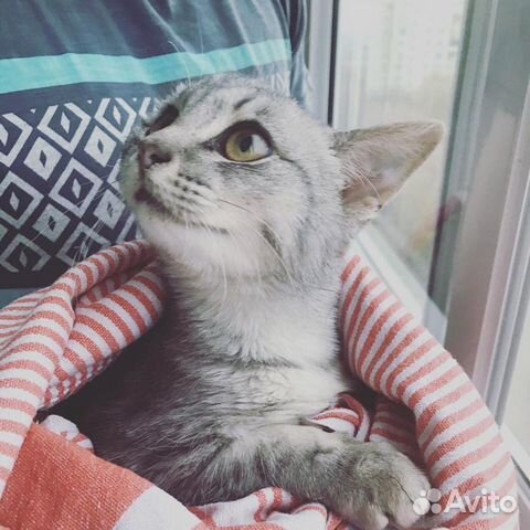 Красивый серебристый котик
