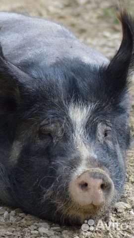 Продам свиней