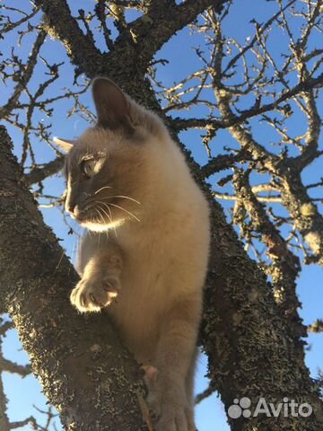 Кошка