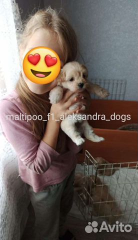 Мальтипу милейшая девочка Ф1