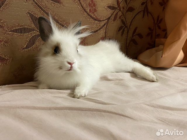 Кролик для вязки