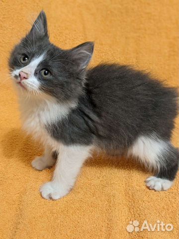 Малышка Лило