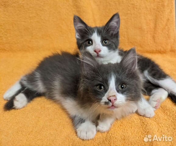 Котята Лило и Стич