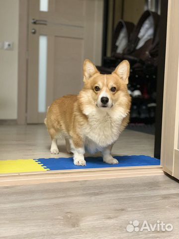 Вельш-корги пемброк вязка