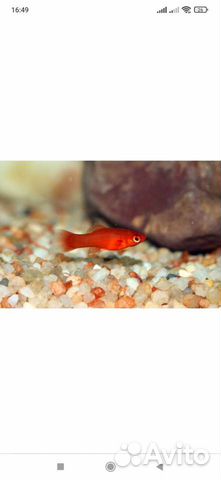 Меченосец молодые