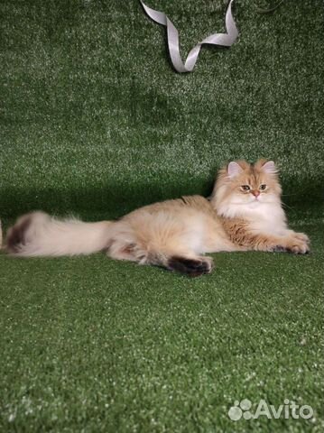 Британский кот