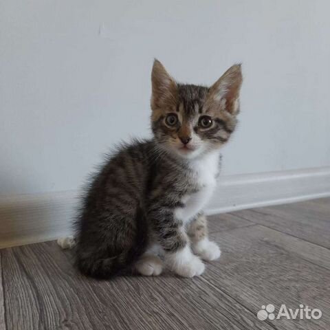 Кот Матроскин