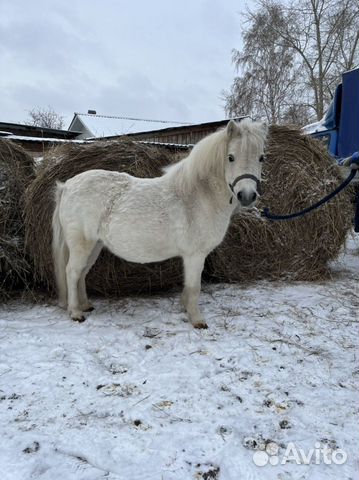 Кобылы пони