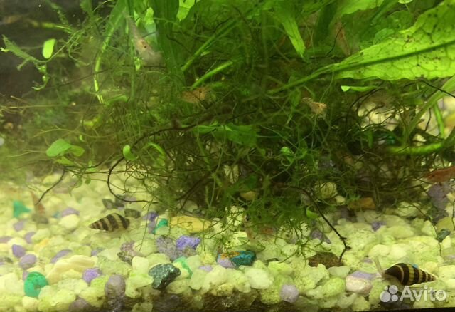 Улитки хилены