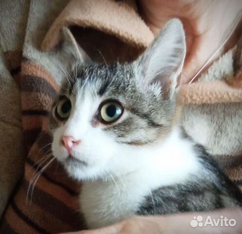 Котенок-мальчик