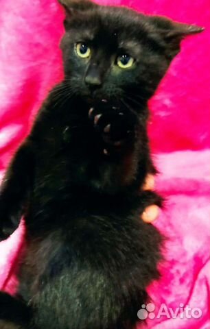 Кошки в добрые руки