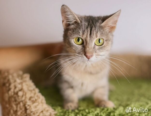 Кошка Сашими в дар