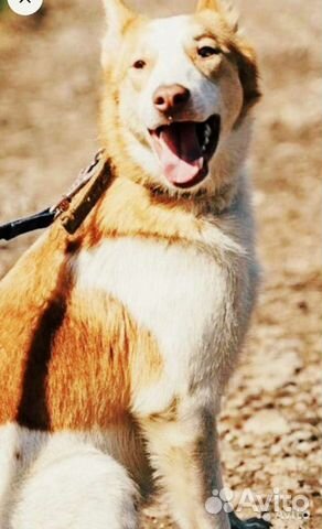 Собака Ромашка в поисках дома