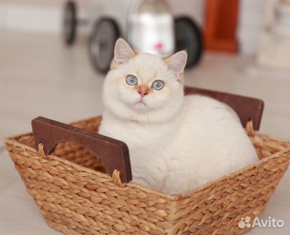 Золотой пойнтовый мальчик Diki