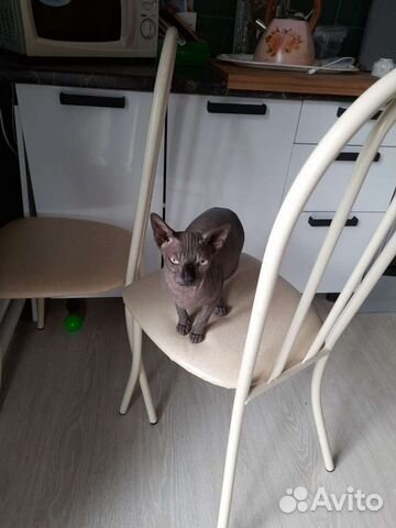 Кошки канадки
