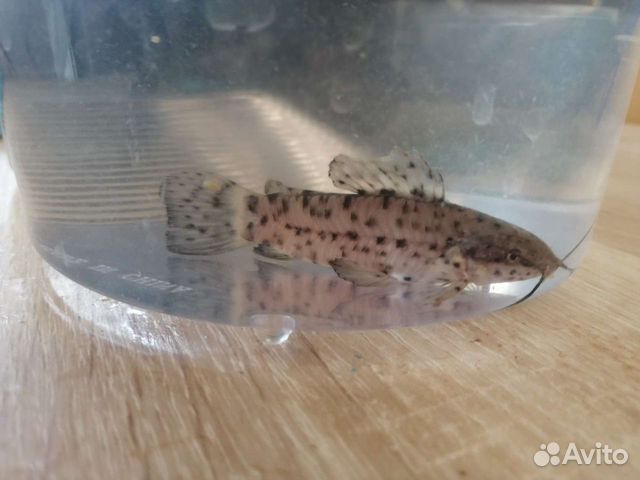 Красноухая черепаха