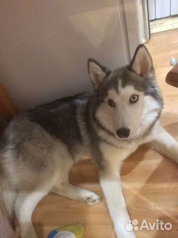 Сибирская хаски девочка