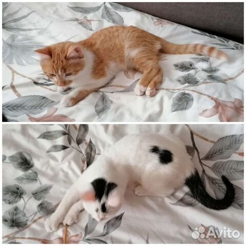 Котята