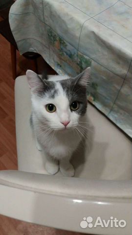 Кошка домашняя