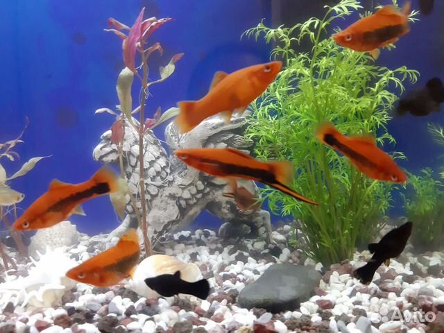 Аквариумные рыбки меченосцы
