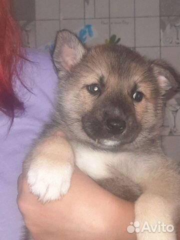 Щенки хаски+лайка-маламут