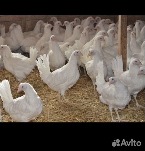 Супер Ник несушки