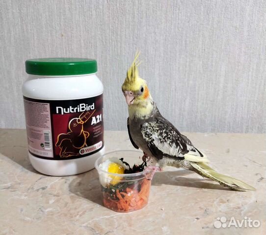 Попугай корелла. Летающий котенок