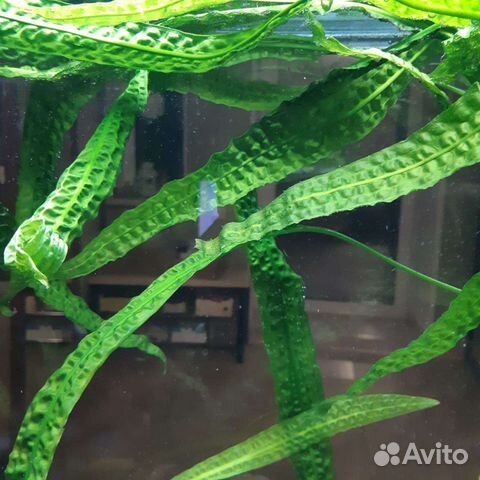 Водоросли для аквариума