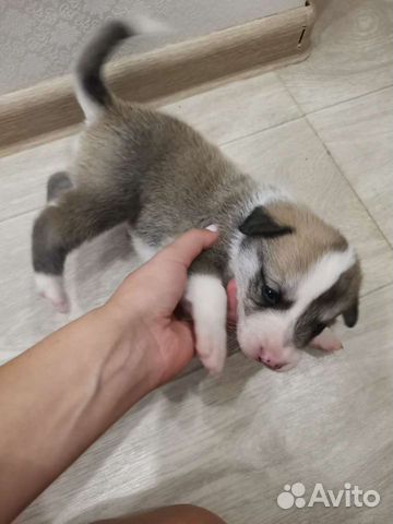 Щенята западносибирской лайки