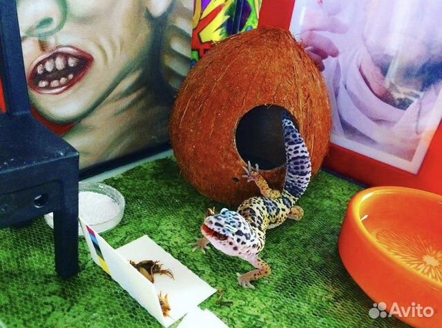 Эублефар с террариумом