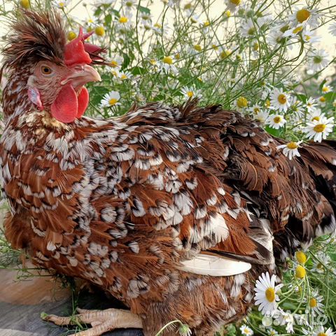 Инкубационное яйцо русских хохлатых