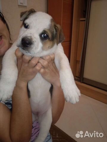 Щенок в добрые руки бесплатно