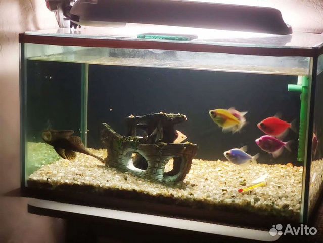 Аквариум с рыбками