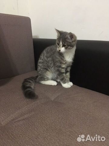 Котенок 3,5 месяца