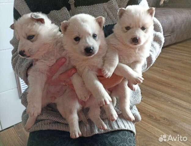 Щенки хаски и лайки