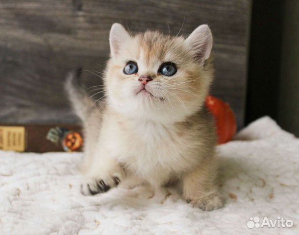 Британская кошечка