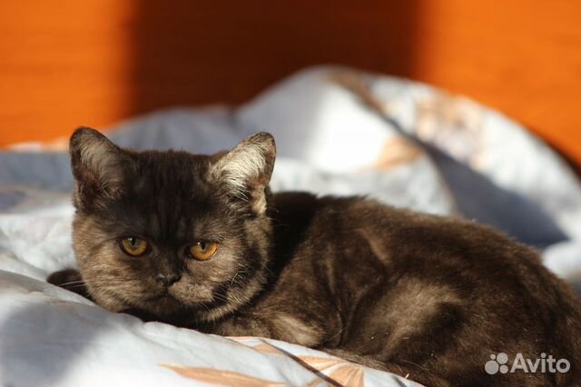 Британские котик и кошечка черный дым