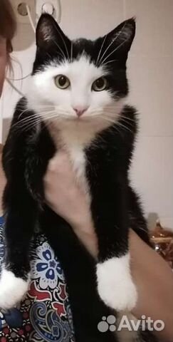 Потерялся кот