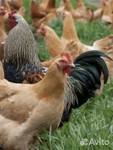 Куры несушки, петухи