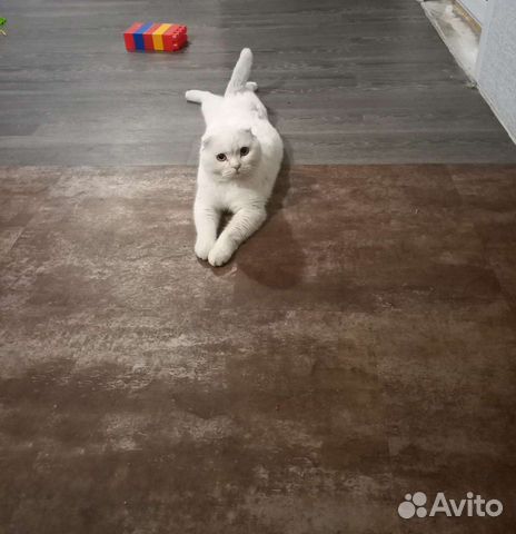 Приглашаем дам на вязку