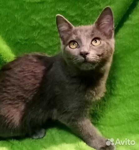Кошечка 5 месяцев