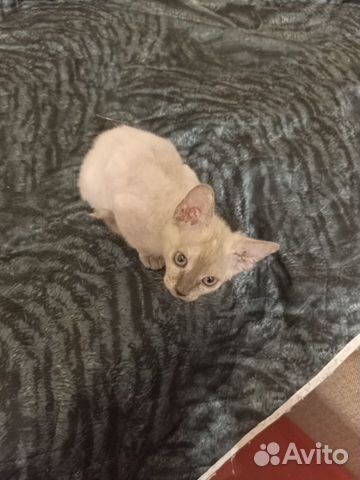 Котёнок Сфинкса Браш