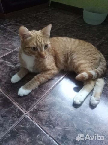 Молодой котик