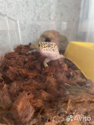 Геккон эублефар