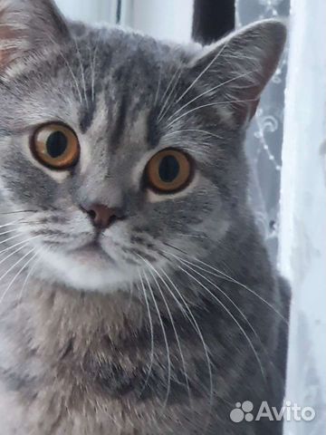 Британский котик 1.5года