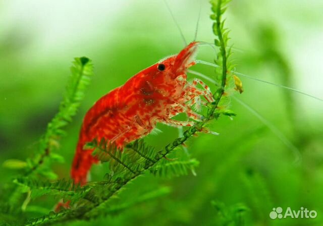Креветка вишня для аквариума