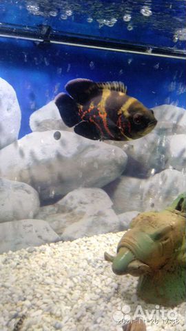 Аквариумные рыбки